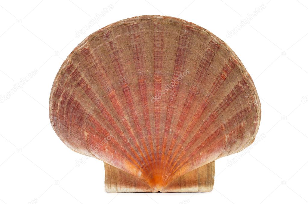 Scallop shell or shell of Saint James Stock Photo by ©nito103 12007842