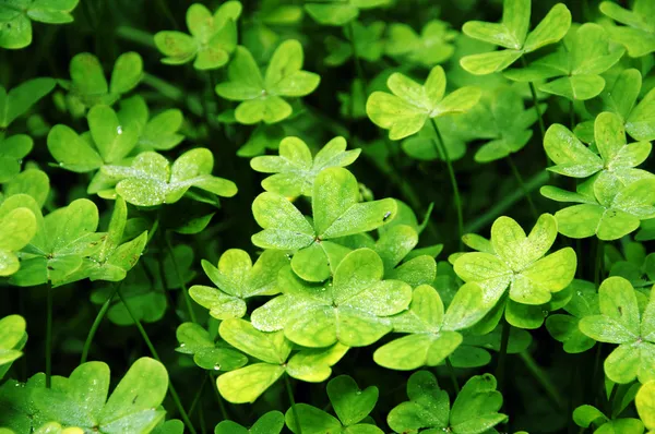 Clover design Stock Photos, Royalty Free Clover design Images ...