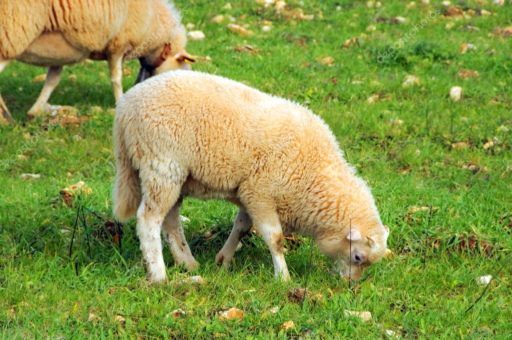 Sheep — Stock Photo © nito103 #12017572