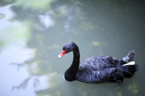 Single swan Stock Photos, Royalty Free Single swan Images | Depositphotos®