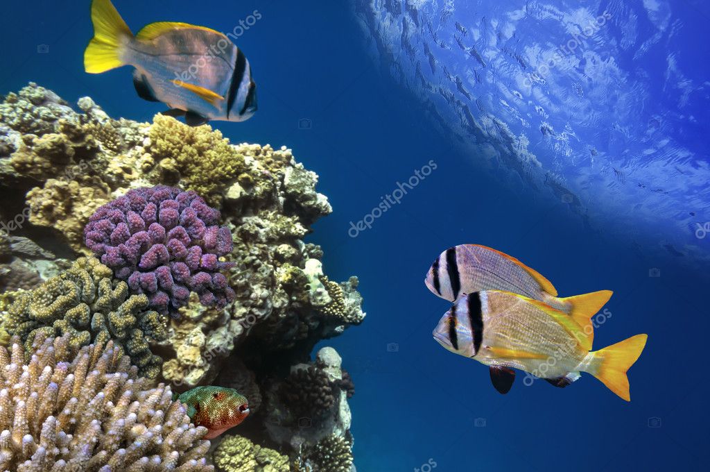 Shoal Doublebar bream Stock Photo by ©Vlad61 11602826