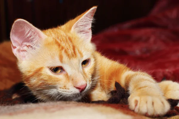 Red kitten - Stock Image - Everypixel