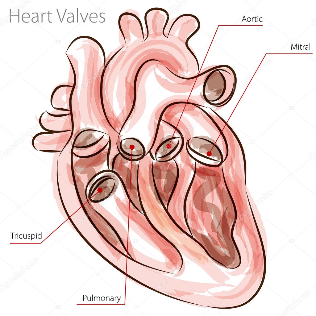 Válvulas del corazón Tabla acuarela vector, gráfico vectorial ...