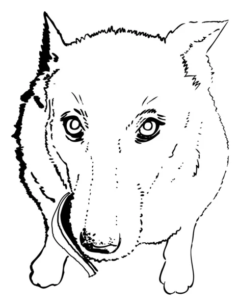 Dog looking back, Royalty-free Dog looking back Vector Images ...