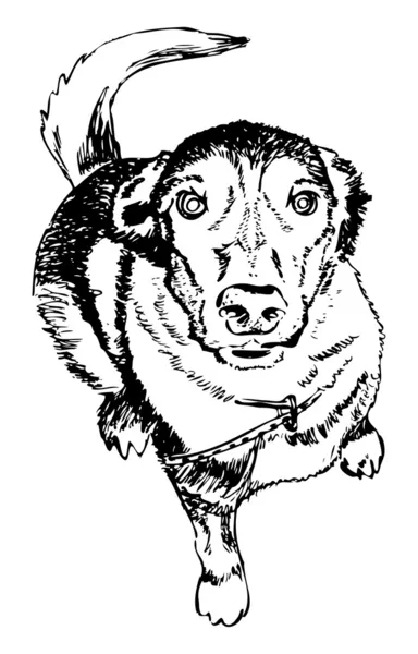 Dog looking back, Royalty-free Dog looking back Vector Images ...