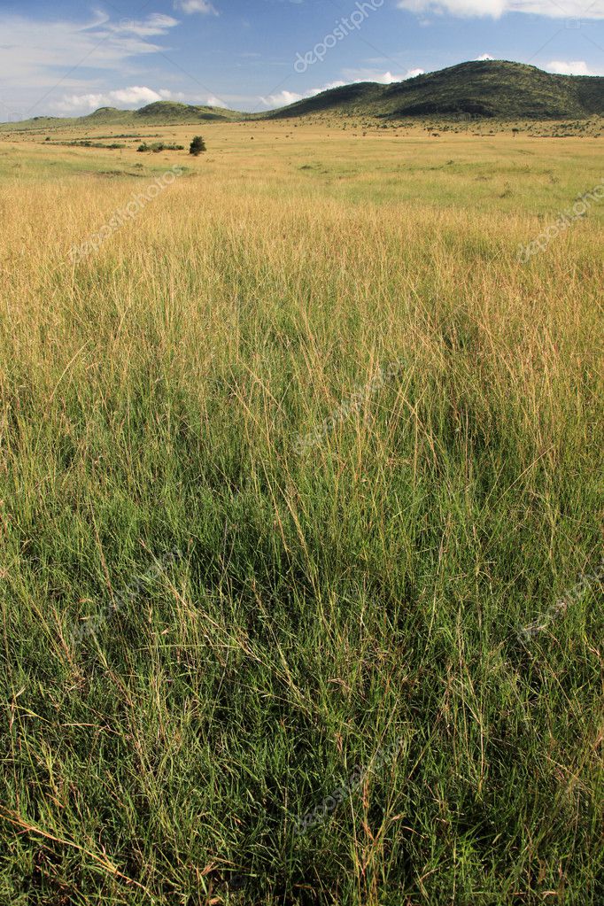 The Great Rift Valley - Maasai Mara - Kenya Stock Photo by ©imagex 11434202