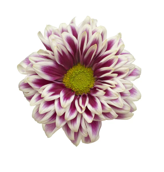 Daisy bloom Stock Photos, Royalty Free Daisy bloom Images | Depositphotos