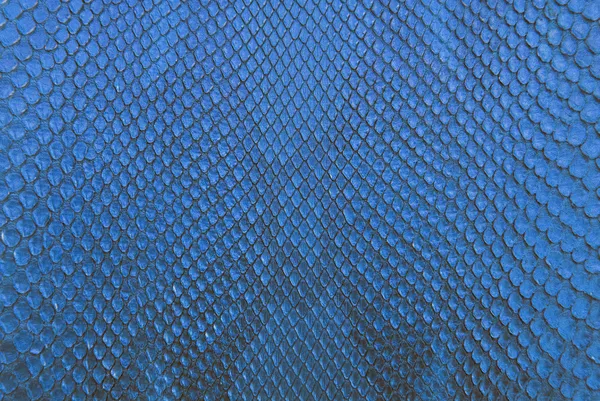 Blue snake Stock Photos, Royalty Free Blue snake Images | Depositphotos®