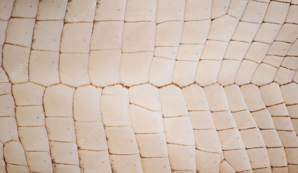 Freshwater crocodile belly skin texture background. Stock Photo by ...