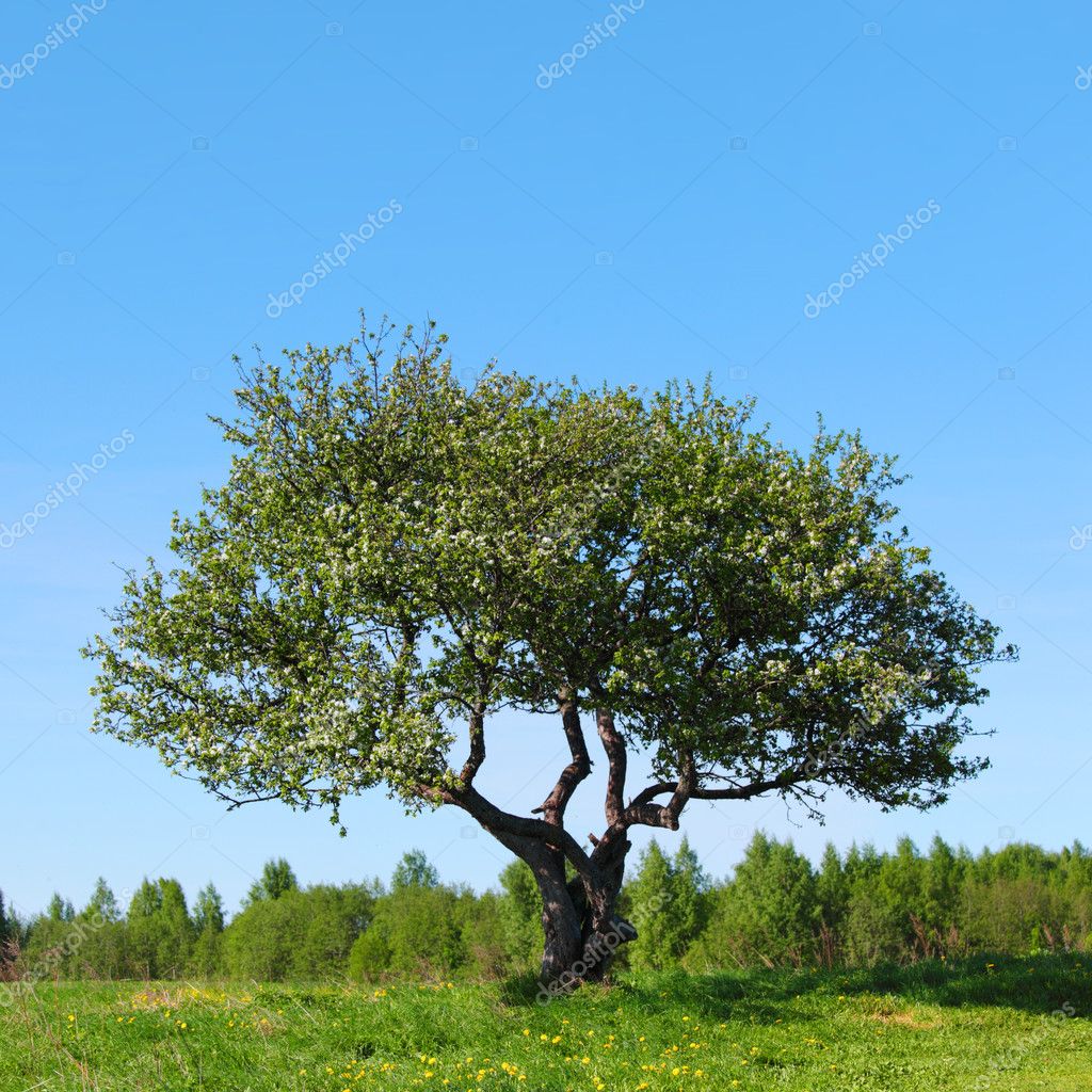 Alone tree Stock Photo by ©yellow2j 10738534