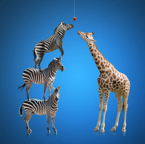 Zebra And Giraffe - Stock Image - Everypixel