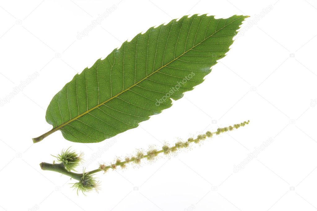 Tamme kastanje - castanea sativa — Stockfoto © joachimopelka #11762732