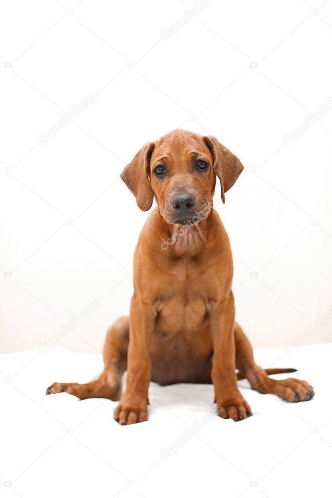 Cute rhodesian ridgeback puppy Stock Photo by ©tanyxa333 11286780