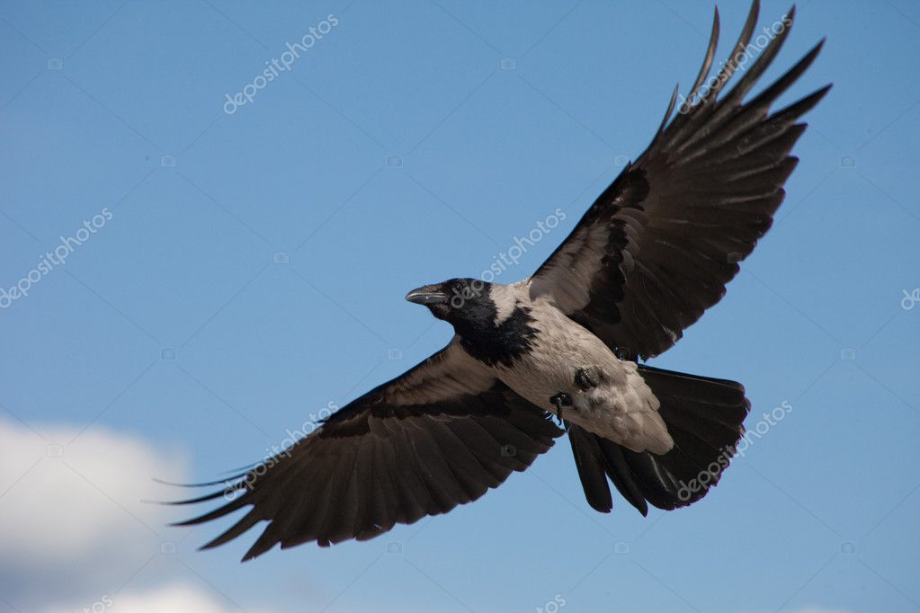 Big grey crow flying in the blue sky Stock Photo by ©tanitue 11057867
