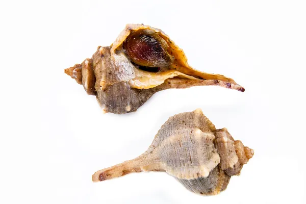 Murex Stock Photos, Royalty Free Murex Images | Depositphotos