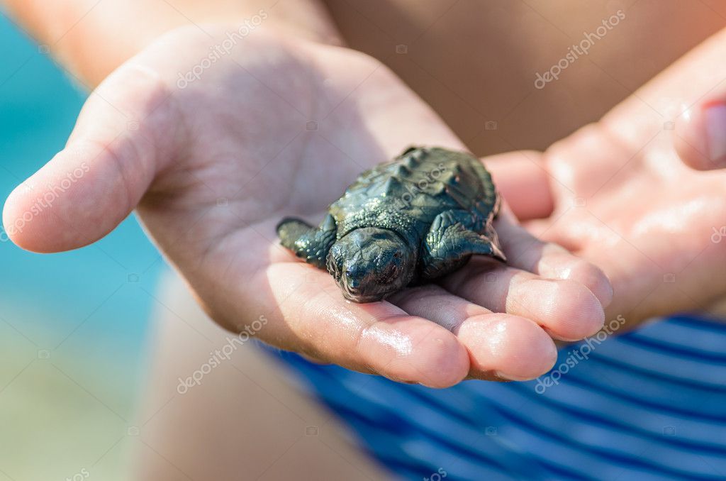 Small turtle in children's hands Stock Photo by ©borissos 12399853