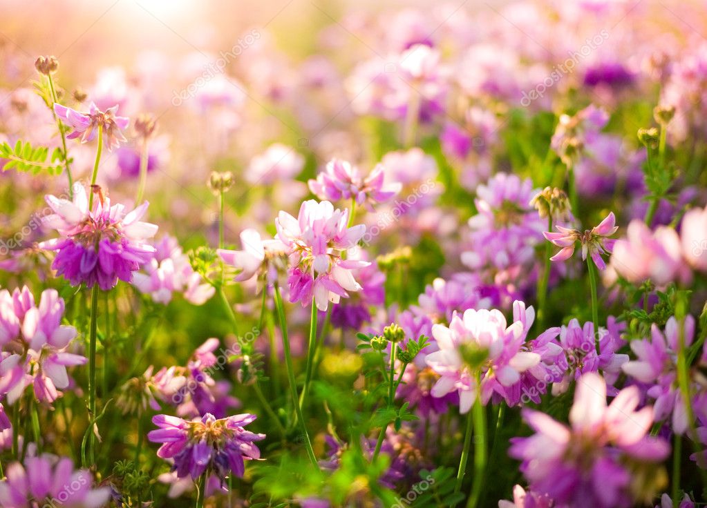 Flower background Stock Photo by ©varuna 11703074