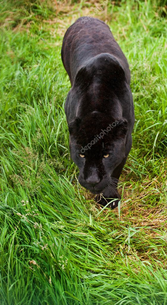 Black jaguar Panthera Onca prowling thorugh long grass Stock Photo by ...