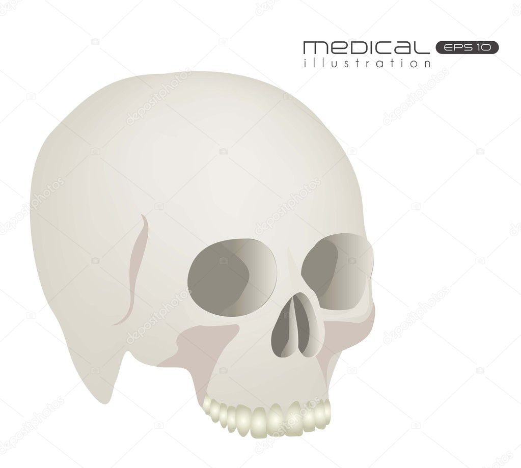 Medical illustration skull Stock Vector by ©grgroupstock 11986702