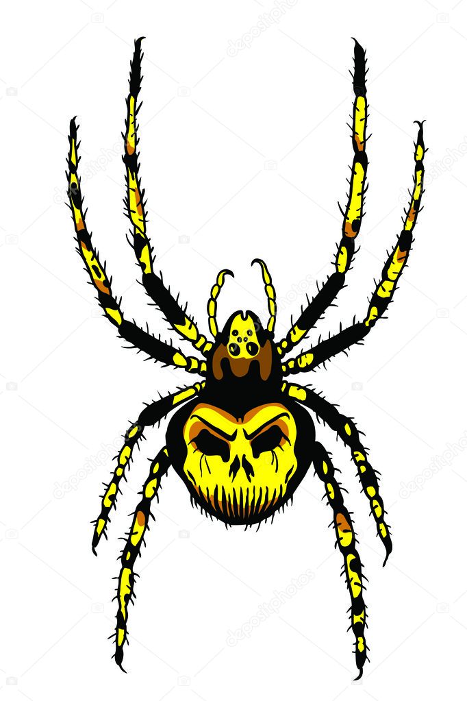 Vector. Spider Stock Vector Image by ©gromaler #11528356
