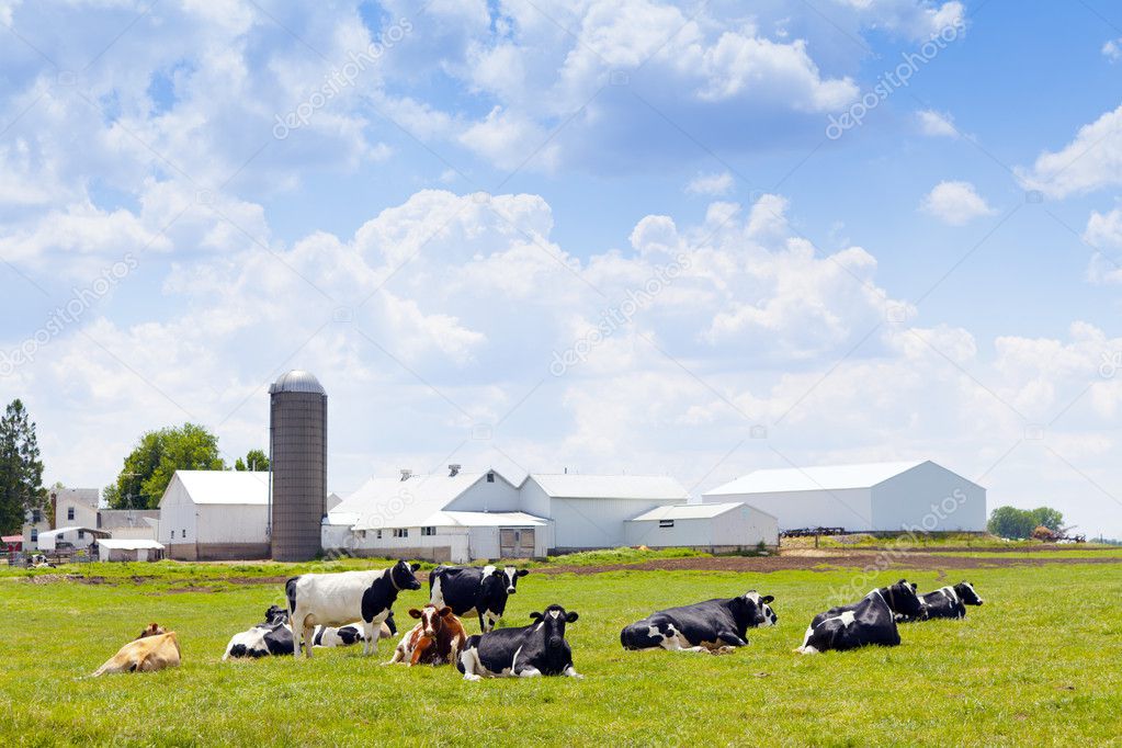 Milk Farm — Stock Photo © maxym #11528246