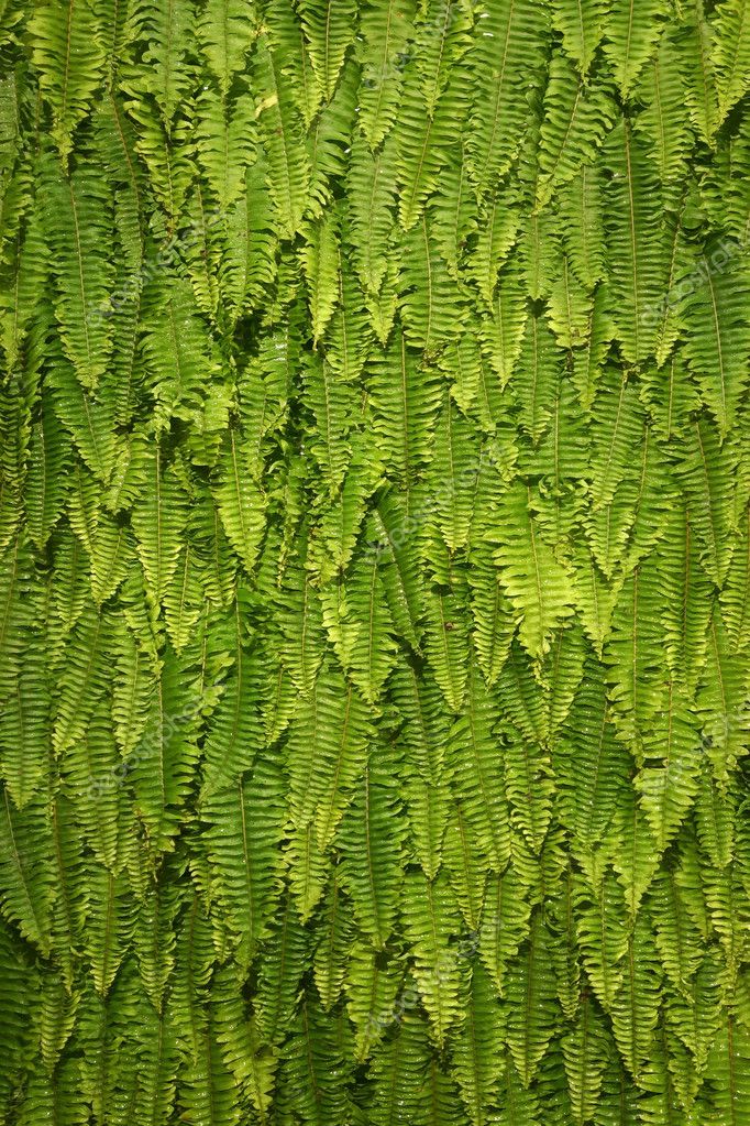 Green Fern Background Stock Photo by ©vichie81 11390023