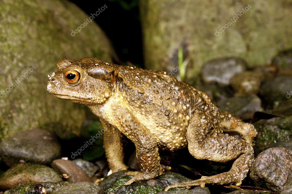 Taiwan Common Toad — Stock Photo © photoncatcher63 #12071838