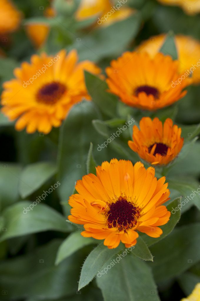 Orange calendula officinalis Stock Photo by ©bedobedo 11747421