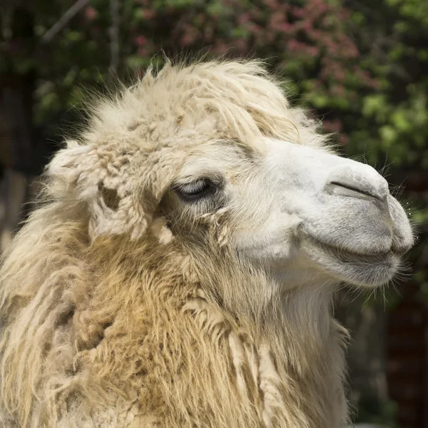 Hump day camel Stock Photos, Royalty Free Hump day camel Images ...