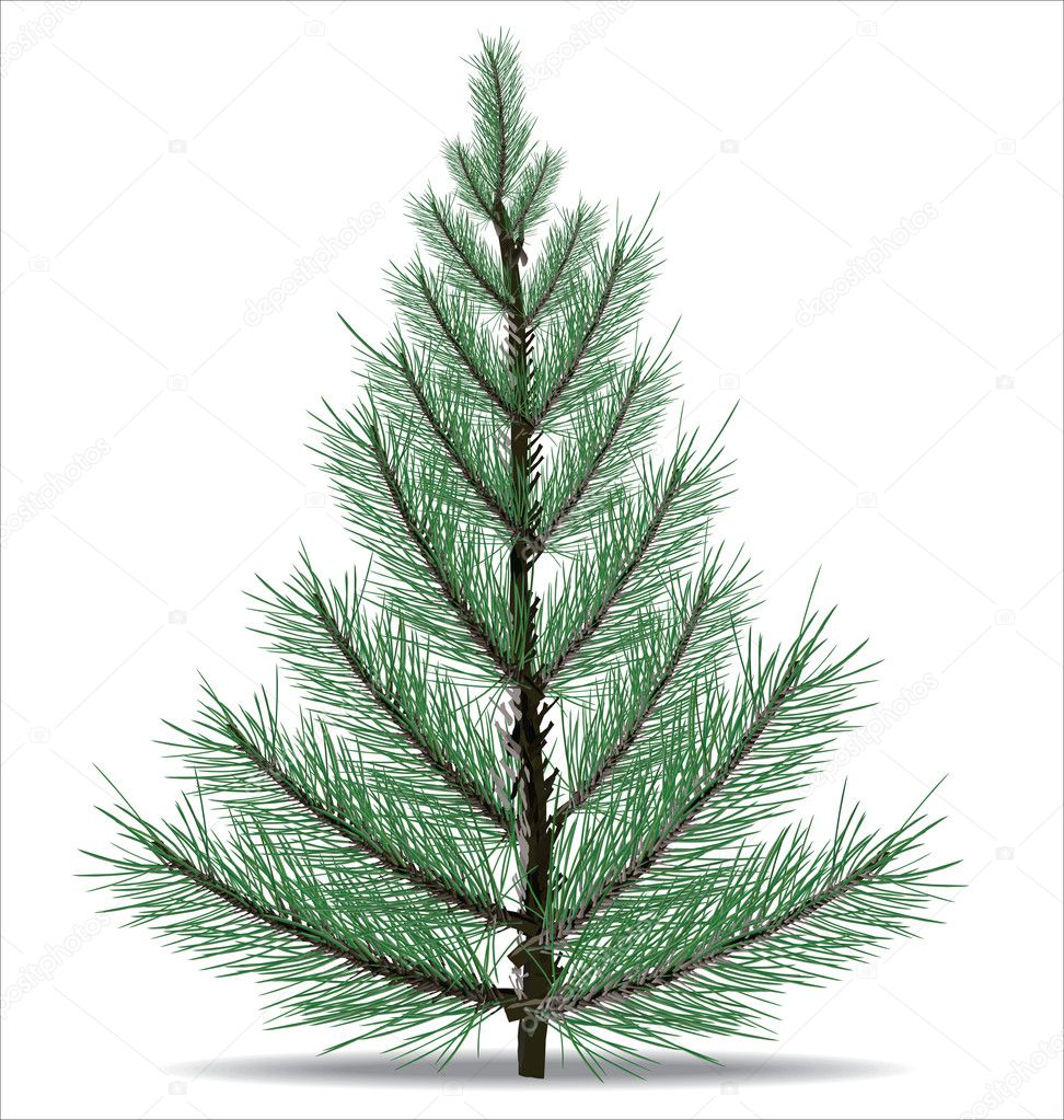 Pine tree vector — Stock Vector © creative-4m #11990115