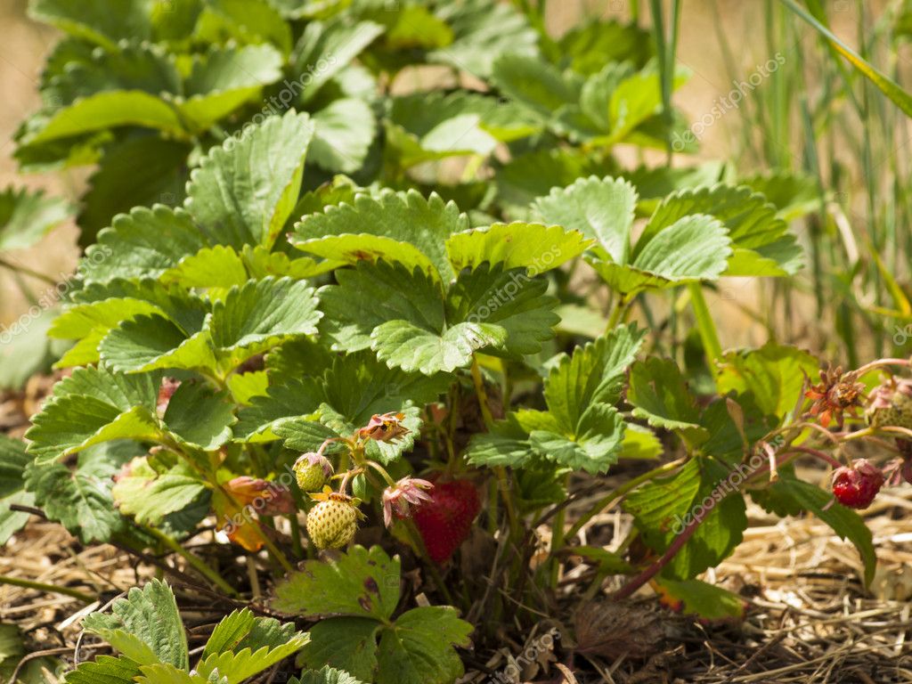 Berry Farm Stock Photo by ©urban_light 11067820