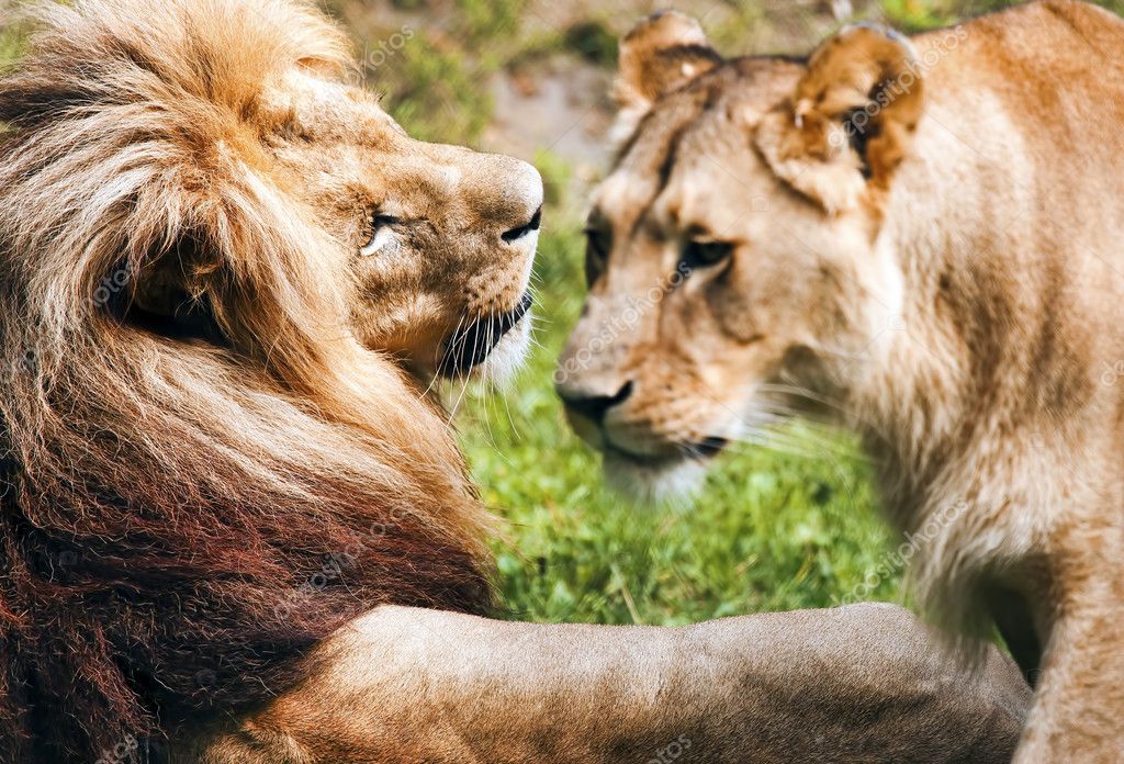 Romantic pair of lions — Stock Photo © DarioStudios #11922772