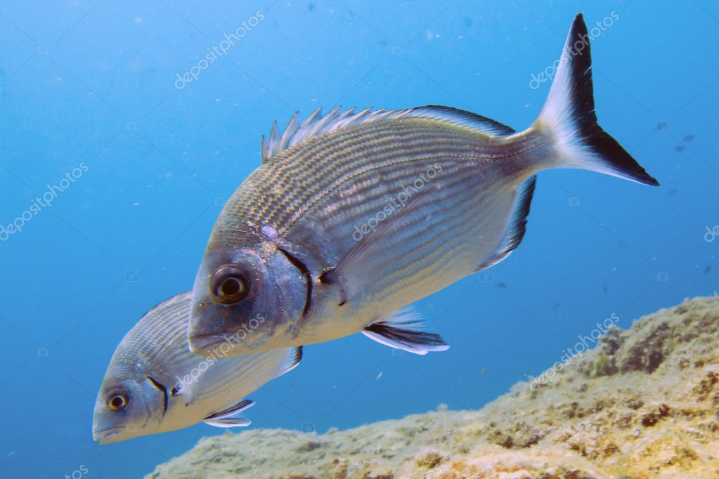 Seabream Stock Photo by ©marchesini62 11114859