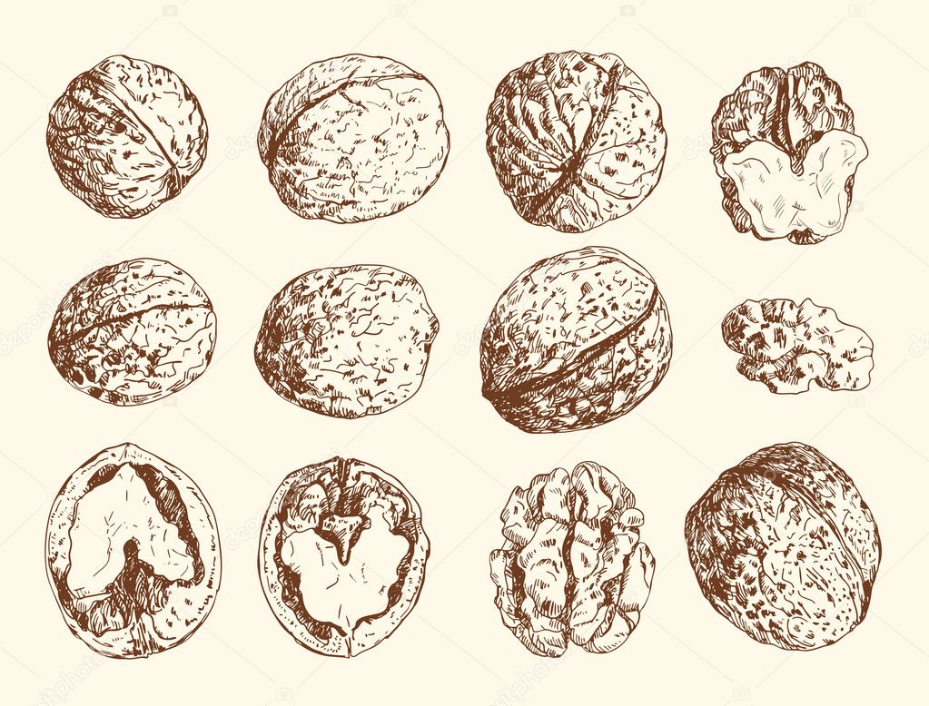 Nueces Vector de stock #11797261 de ©katerinamk