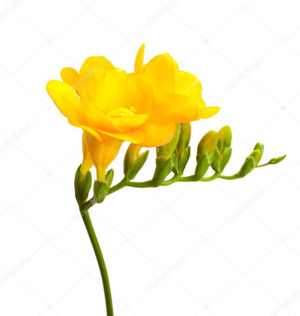Beautiful yellow freesia isolated on white — Stock Photo © belchonock ...