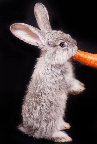 Rabbit — Stock Photo © ninell #12129252