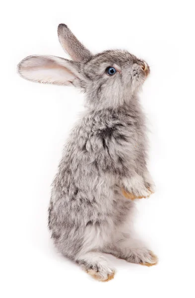 Cute rabbit Stock Photos, Royalty Free Cute rabbit Images | Depositphotos®