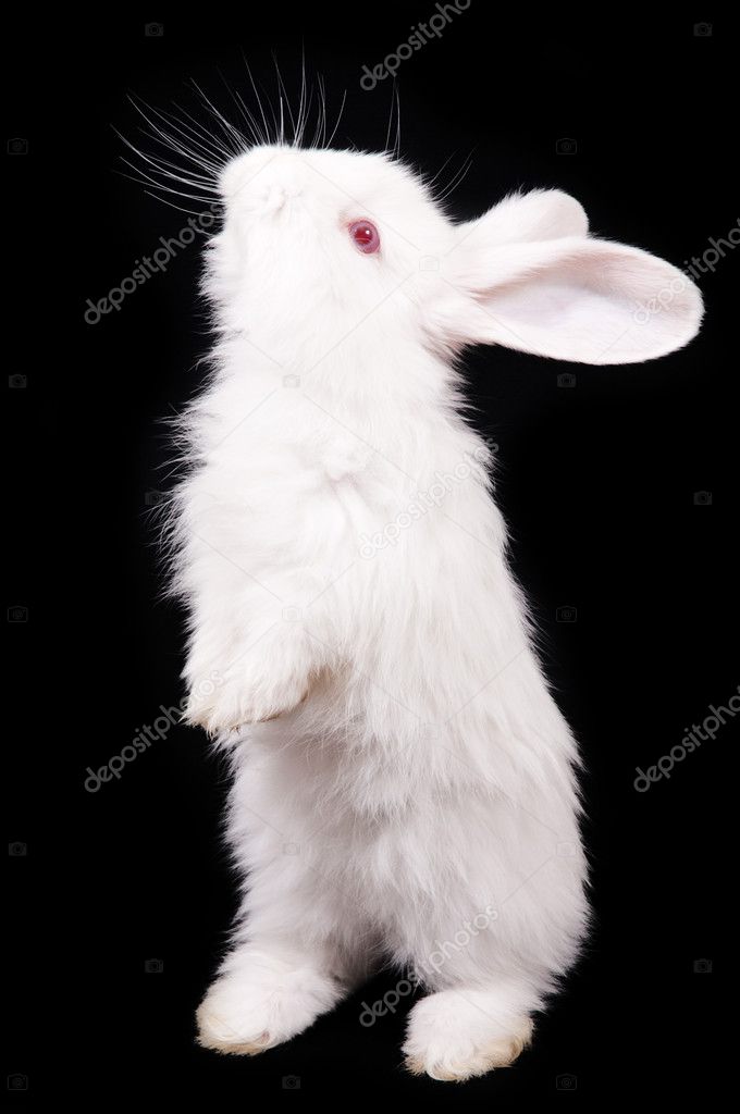 Rabbit — Stock Photo © ninell #12129252