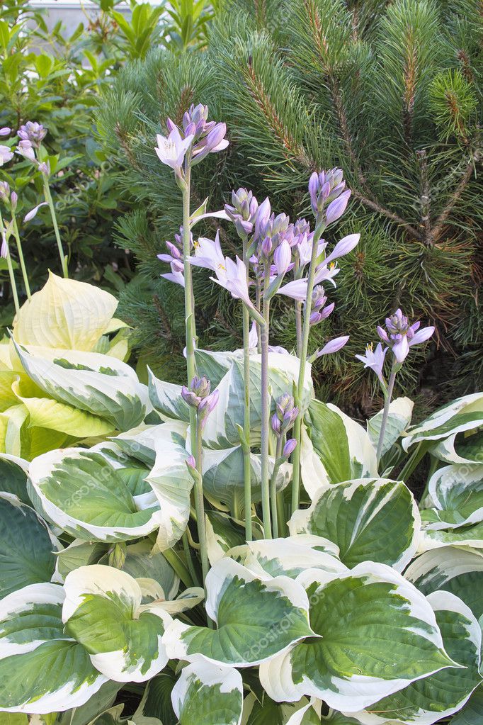Hostas à feuilles panachées en fleurs image libre de droit par ... Hostas à feuilles panachées en fleurs image libre de droit par ...