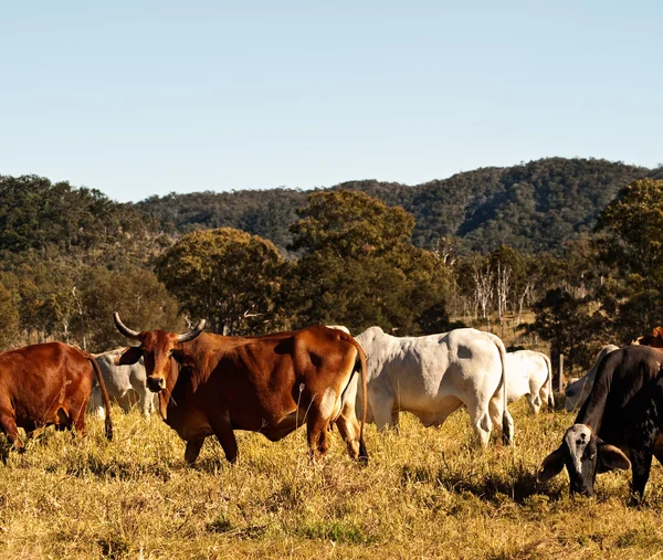 Australian farm Stock Photos, Royalty Free Australian farm Images ...