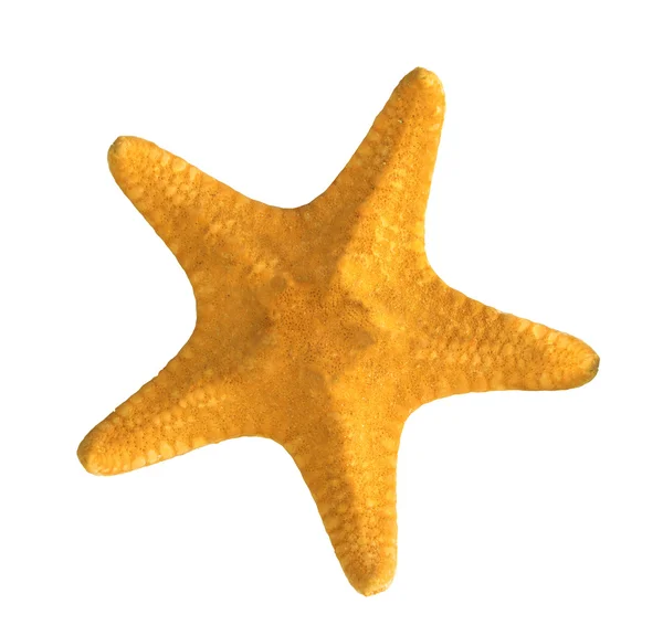 Big yellow sea-star isolated on white background — Stock Photo ...