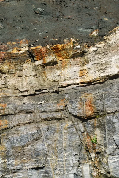 Geological tree Stock Photos, Royalty Free Geological tree Images ...