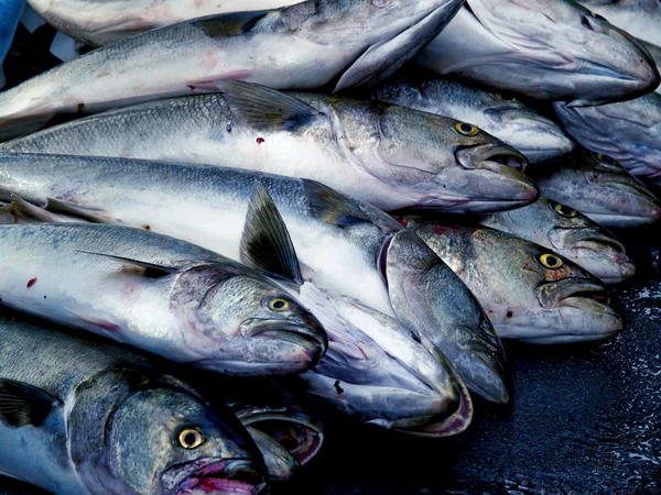 ᐈ Bluefish stock pictures, Royalty Free a bluefish images | download on ...