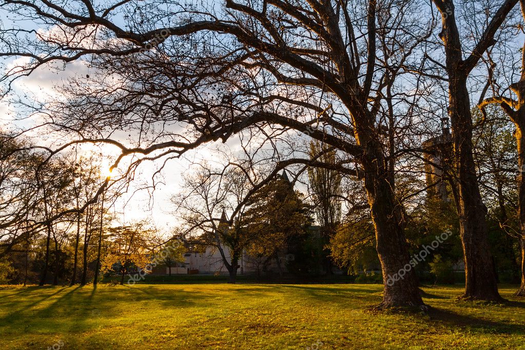 Old trees in park Stock Photo by ©Kotangens 10795880