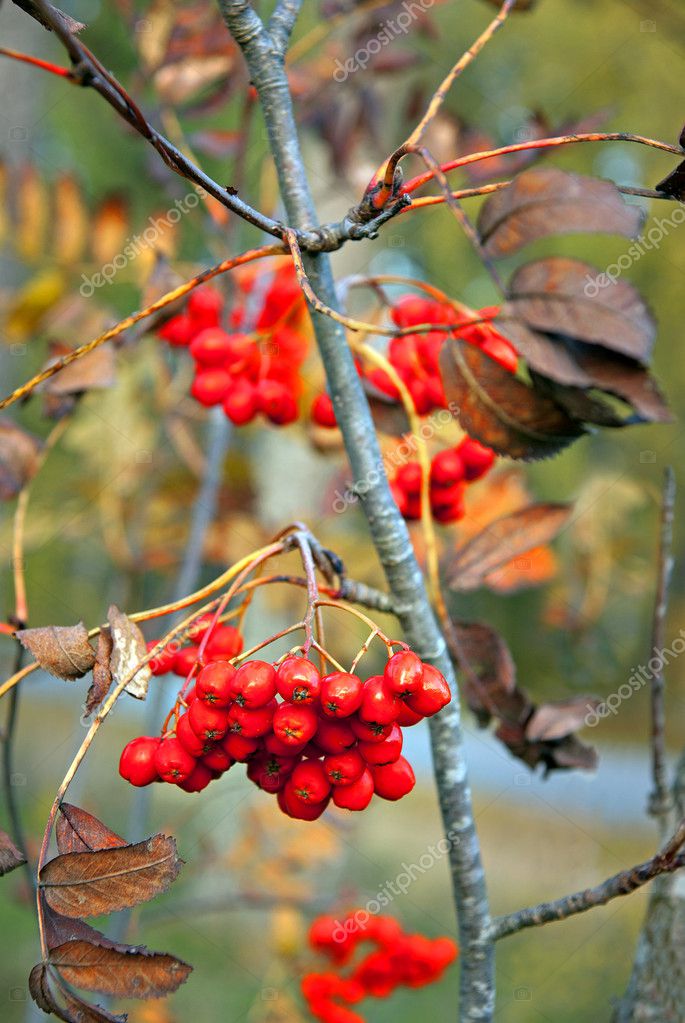 Rowan berries Stock Photo by ©PinkBadger 11352973