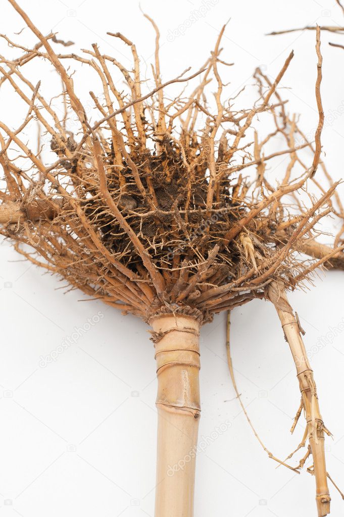 Raíz de bambú — Foto de stock © samumisi67 #11090761