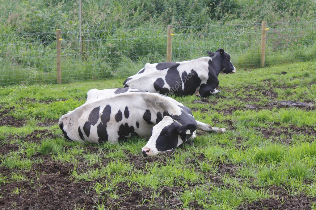 Relaxed Dairy Cow — Stock Photo © modfos #11152394