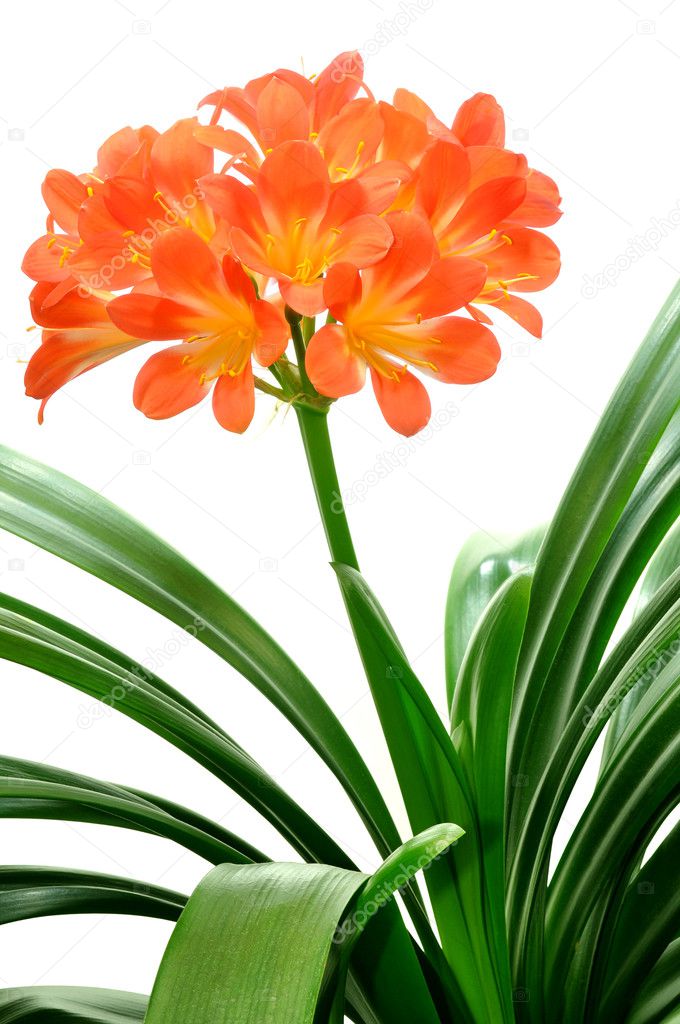 Orange Clivia miniata Stock Photo by ©vencav 11353209