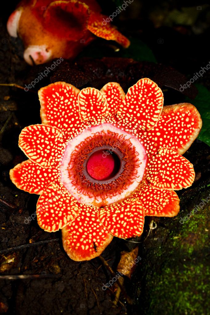 Rafflesia flower largest Stock Photo by ©kongsky 11221963
