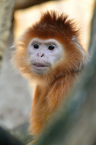 Macaco macaco macho Stock Photos, Royalty Free Macaco macaco macho ...